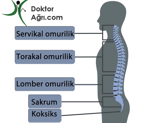 Santral-Parasantral-Foraminal disk protrüzyonu ne demek? - Doktor Ağrı ...